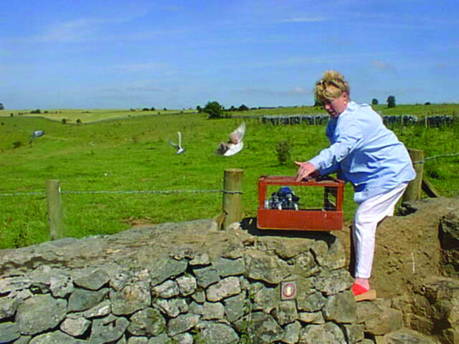 How to Train Homing Pigeons - Grit